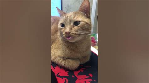 Мама не разрешает но закрывает глаза 😂😅🫣 😋 ️ кот котик Cat Cute Youtube