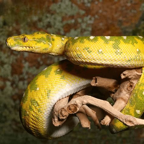 Biak Green Tree Python Home Of Reptiles