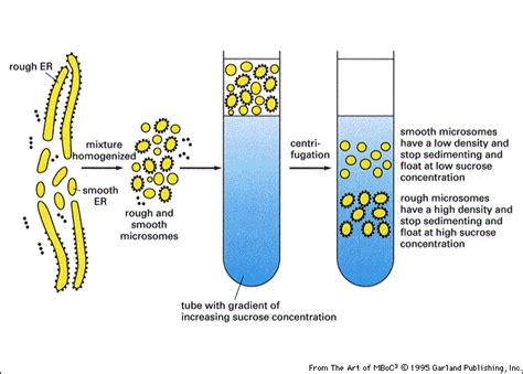 Microsomes