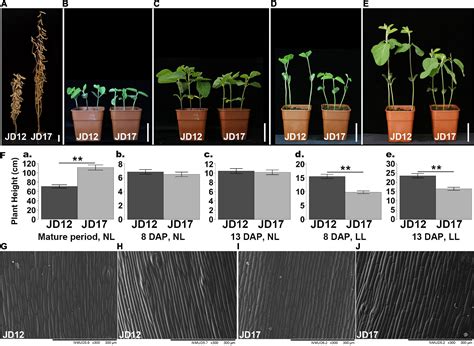 Frontiers Genetic And Transcriptome Analyses Reveal The Candidate Genes And Pathways Involved