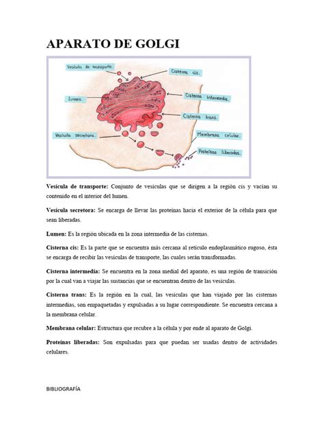 Aparato De Golgi Pdf