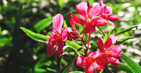 How To Grow And Care For Oleander Shrubs Gardeners Path