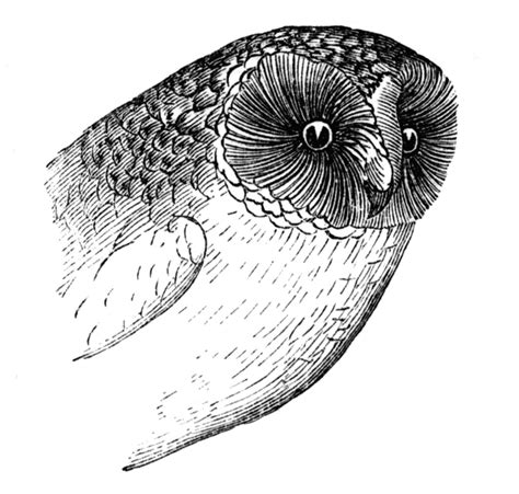 Owl Beak Clipart Etc