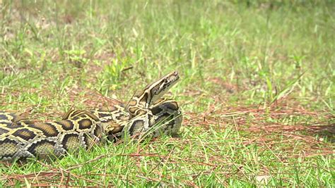 aggressive python strikes stock footage video 1339237 shutterstock