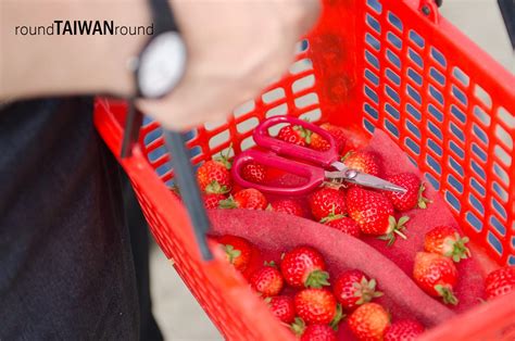 Dahu Strawberry Picking Miaoli Attractions Recommended Round Taiwan Round