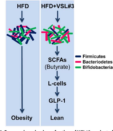 Figure 1 From Beneficial Metabolic Effects Of A Probiotic Via Butyrate Induced Glp 1 Hormone