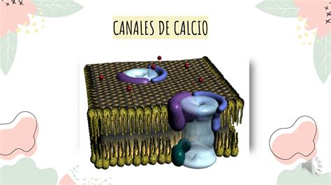 Canales De Calcio Tipos Y Rol Biológico Youtube