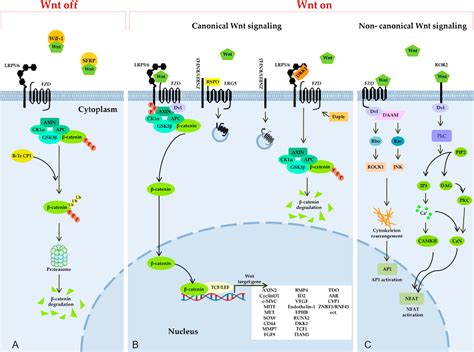 Figure 2 from AhR and Wnt β Catenin Signaling Pathways and Their