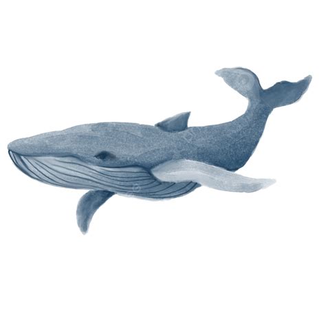 고래 늙은 고래 낡은 바다 Png 일러스트 및 Psd 이미지 무료 다운로드 Pngtree