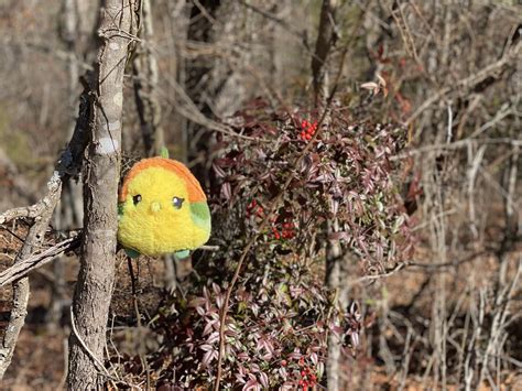 Went Birdwatching And Found A Rare Mango R Plushies