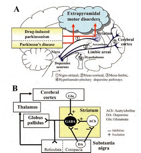 Extrapyramidal System