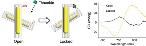 Applied Sciences Free Full Text Dual Aptamer Functionalized 3d
