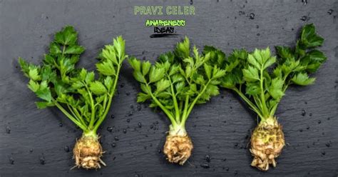 Pravi Celer Explained Vital Nutrition Healing And Recipes