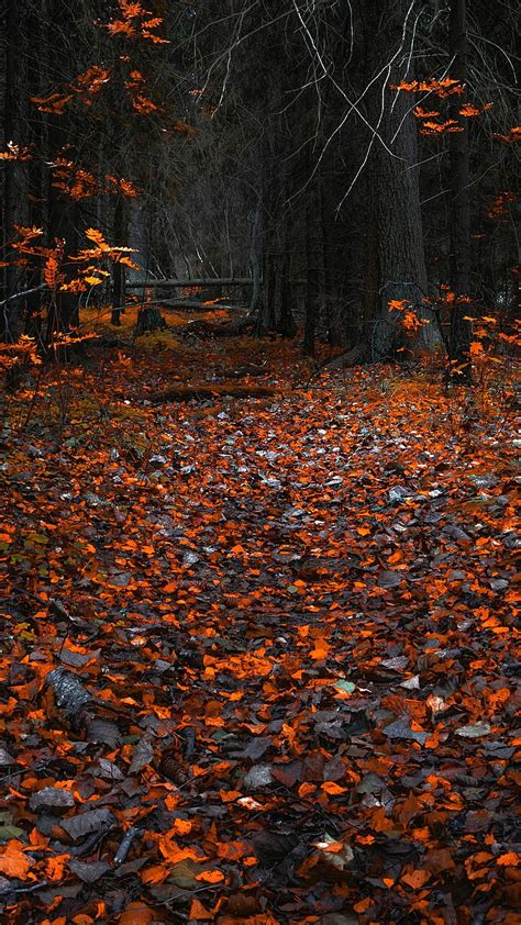 Forest Leaves Wallpaper Autumn