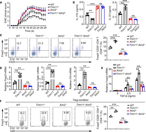 Trim11 Attenuates Treg Cell Differentiation By P62 Selective Autophagic Degradation Of Aim2