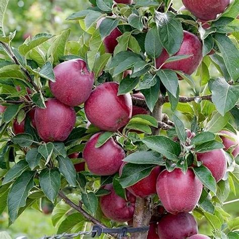 Apple Fruit Plant Gardeningera