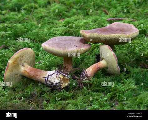 Boletus Chrysenteron E Xerocomus Chrysenteron Immagini E Fotografie