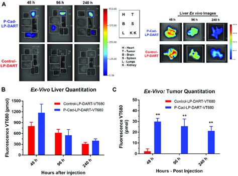 Ex Vivo Imaging And Quantitation Of Accumulation In Tumor And Other Download Scientific Diagram
