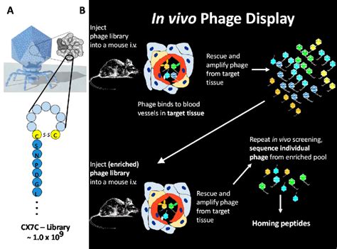 Schematic Presentation Of The Principle Of In Vivo Phage Display A A