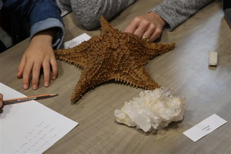 des objets une collection le muséum musée d histoire naturelle