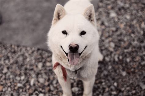 Korean Jindo Dog Breed Information And Pictures Dogtime