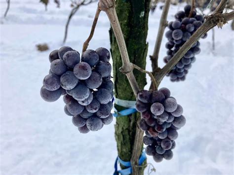 მევენახეობა მეღვინეობა გურიაში