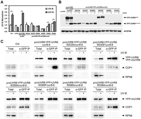Photoactivated Uvr8 Cop1 Module Determines Photomorphogenic Uv B Signaling Output In Arabidopsis