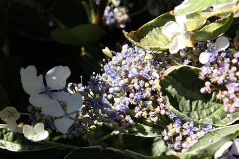 Hydrangea Macrophylla Variegata Maryflower