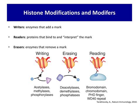 Ppt Histone Modifications Powerpoint Presentation Free Download Id