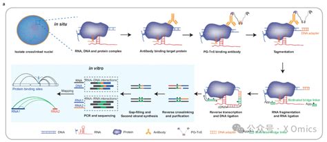Nc 华中农业大学李兴旺团队开发tadrim Seq：解析靶向dna Rna与rna Rna互作的新技术 知乎
