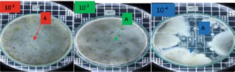 Yeast Contaminations In Red Kratom 48x10 5 Cfugram Download Scientific Diagram