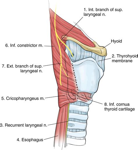 Supracricoid Partial Laryngectomy Clinical Tree
