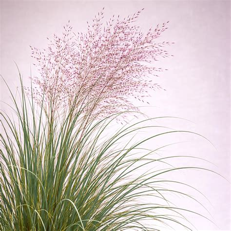 Panicum Virgatum Switch Grass 1 Gallon Pot Classy Groundcovers