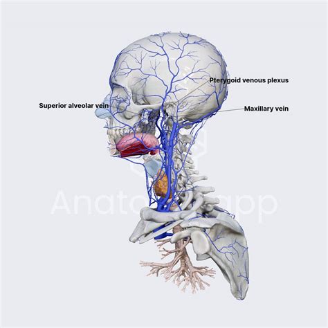 Pterygoid Venous Plexus Anatomy App