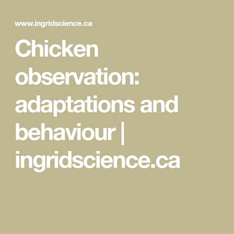 Chicken Observation Adaptations And Behaviour Ingridscience Ca Adaptations Observation