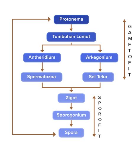 Gambar Skema Metagenesis Tumbuhan Lumut 56 Koleksi Gambar
