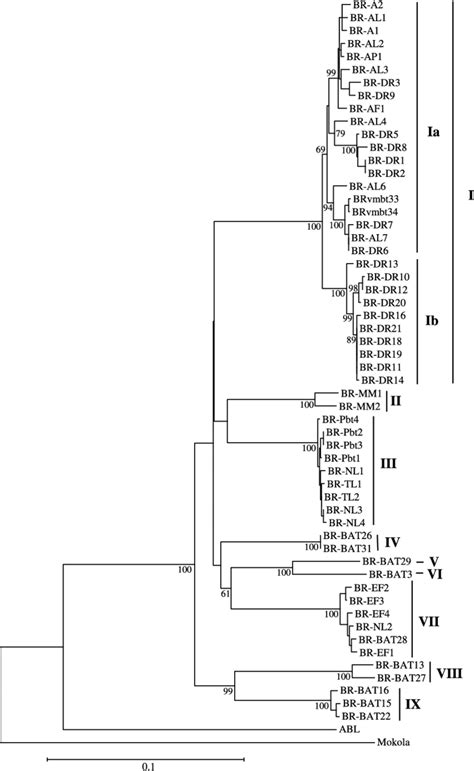 phylogenetic tree using nj method kimura two parameter model based on