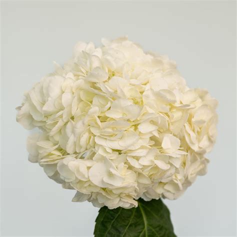 White Select Hydrangea Bulk Diy Bulk Flowers In Montreal Le Bouquet