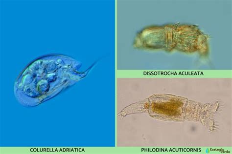 Rotifers What Are Characteristics Types And Examples Evidence Network