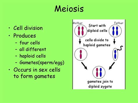 Biology Eoc Highlight Review Ppt Download