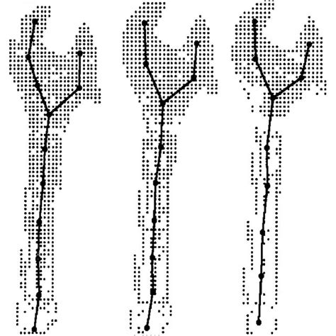 Skeletons For The Object From The Object In Fig 2 Download Scientific Diagram