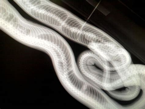 Python Radiograph Snake X Ray Snake Radiographer Photography
