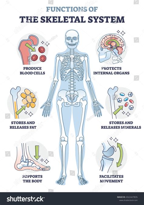 Skeletal System Functions Images Stock Photos Vectors Shutterstock