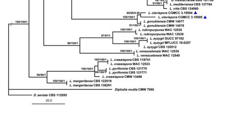Maximum Parsimony Phylogram Reconstructed From The Combined Sequences Download Scientific