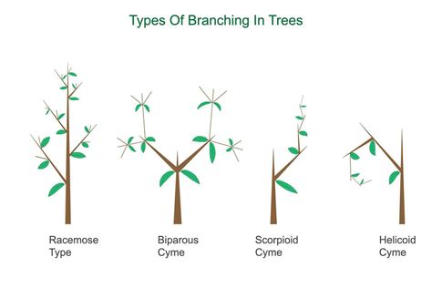 Types Of Branching 27798681 Vector Art At Vecteezy