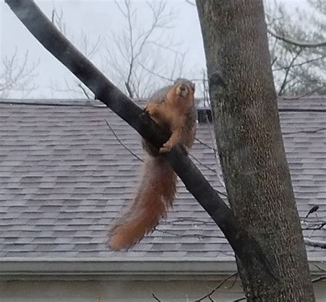 A Squirrel Reaching Out By Justloveme321 On Deviantart