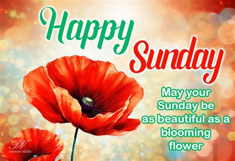 May Your Sunday Be As Beautiful As A Blooming Flower Premium Wishes