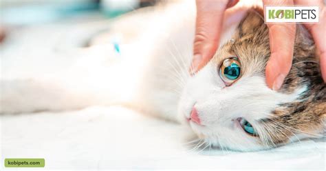 How To Determine Your Cat S Age Kobi Pets