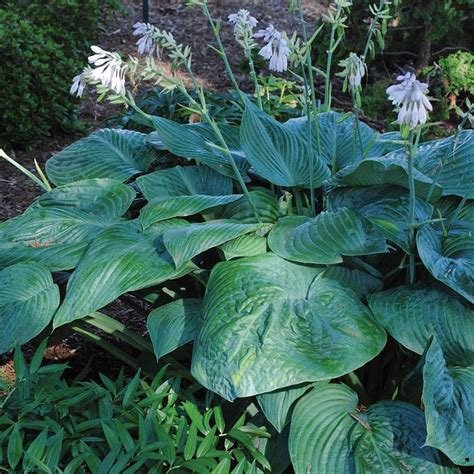 Jurassic Park Hosta | Sooner Plant Farm