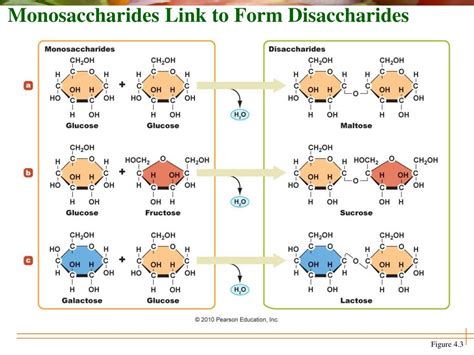 Ppt Chapter 4 Carbohydrates Sugars Starches And Fiber Powerpoint Presentation Id 7011310